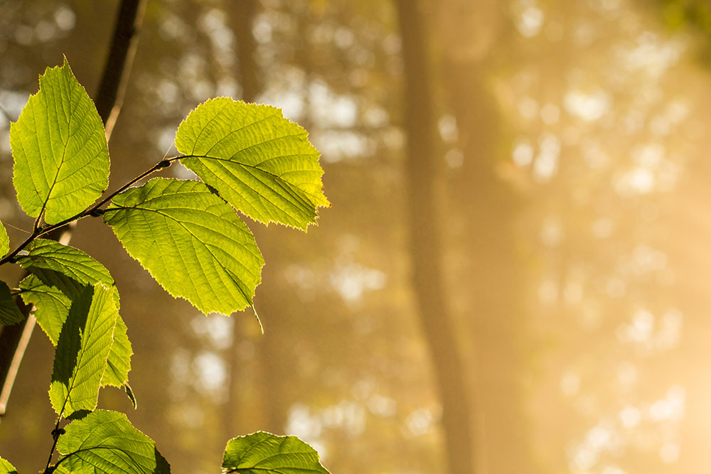 Morning light | Luxembourg Photographer Photo Dudau